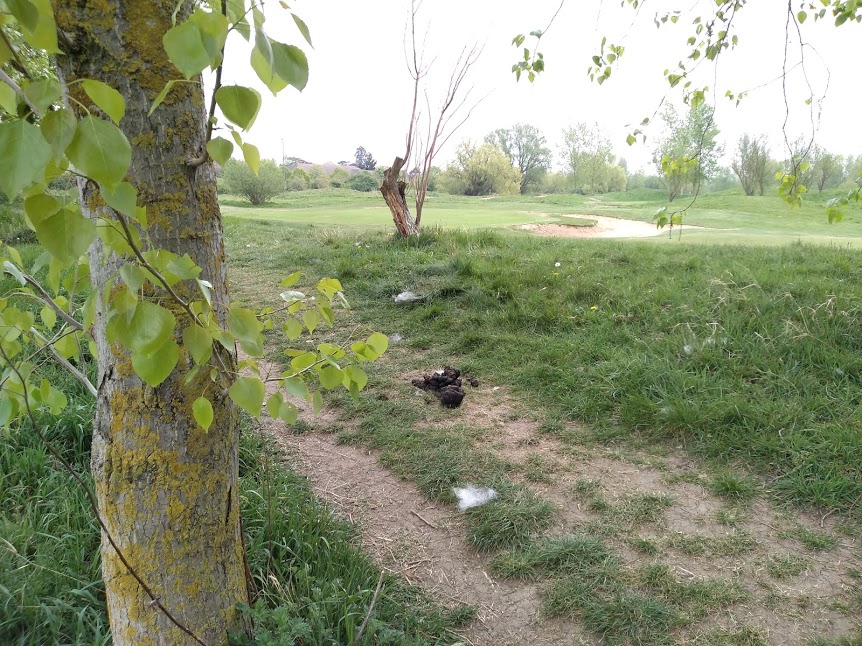 From horse excrement to quad bike damage – golf courses appalled at the ...